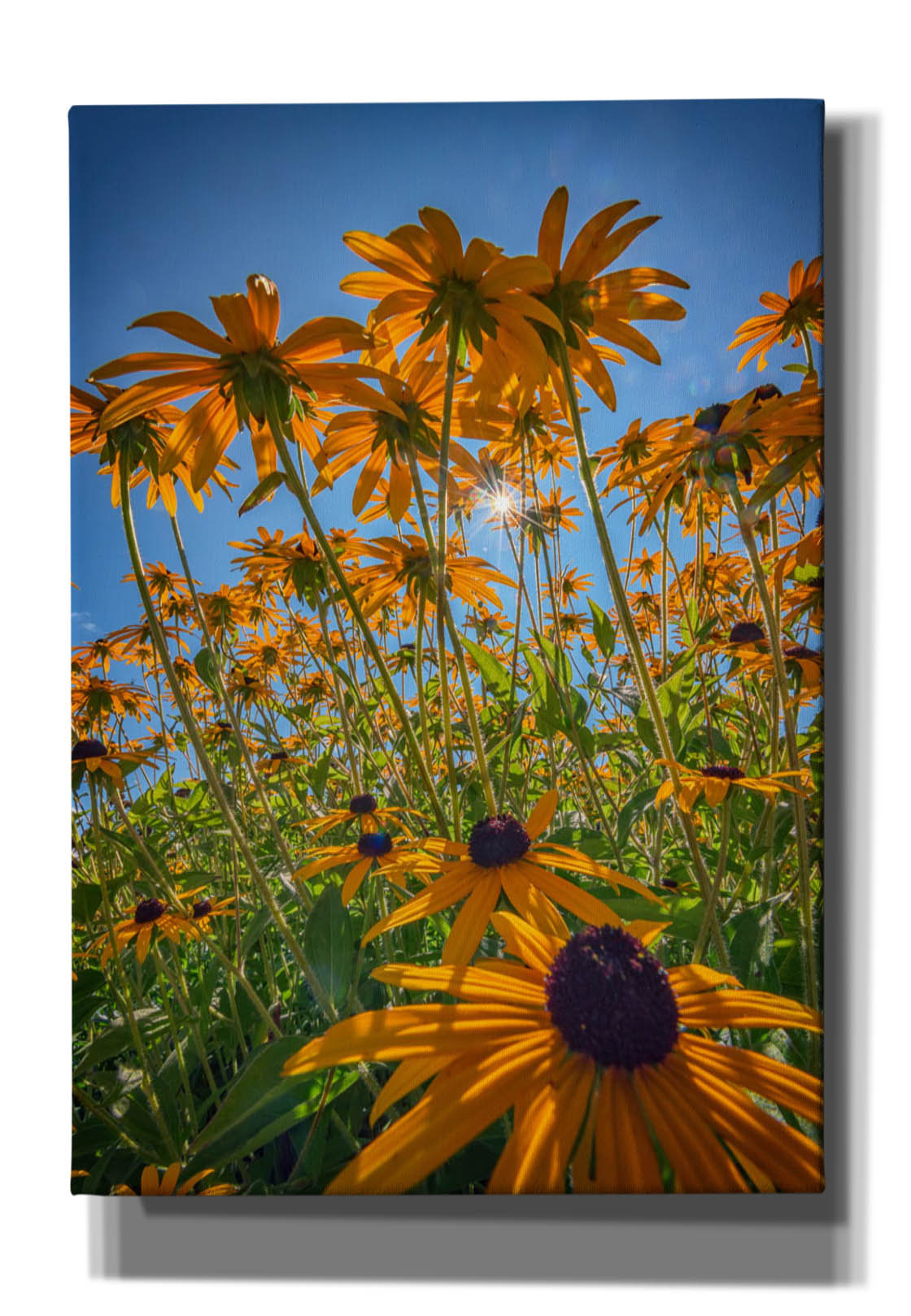 Epic Graffiti 'Black Eyed Susans Bask In The Sun' by Rick Berk Canvas ...