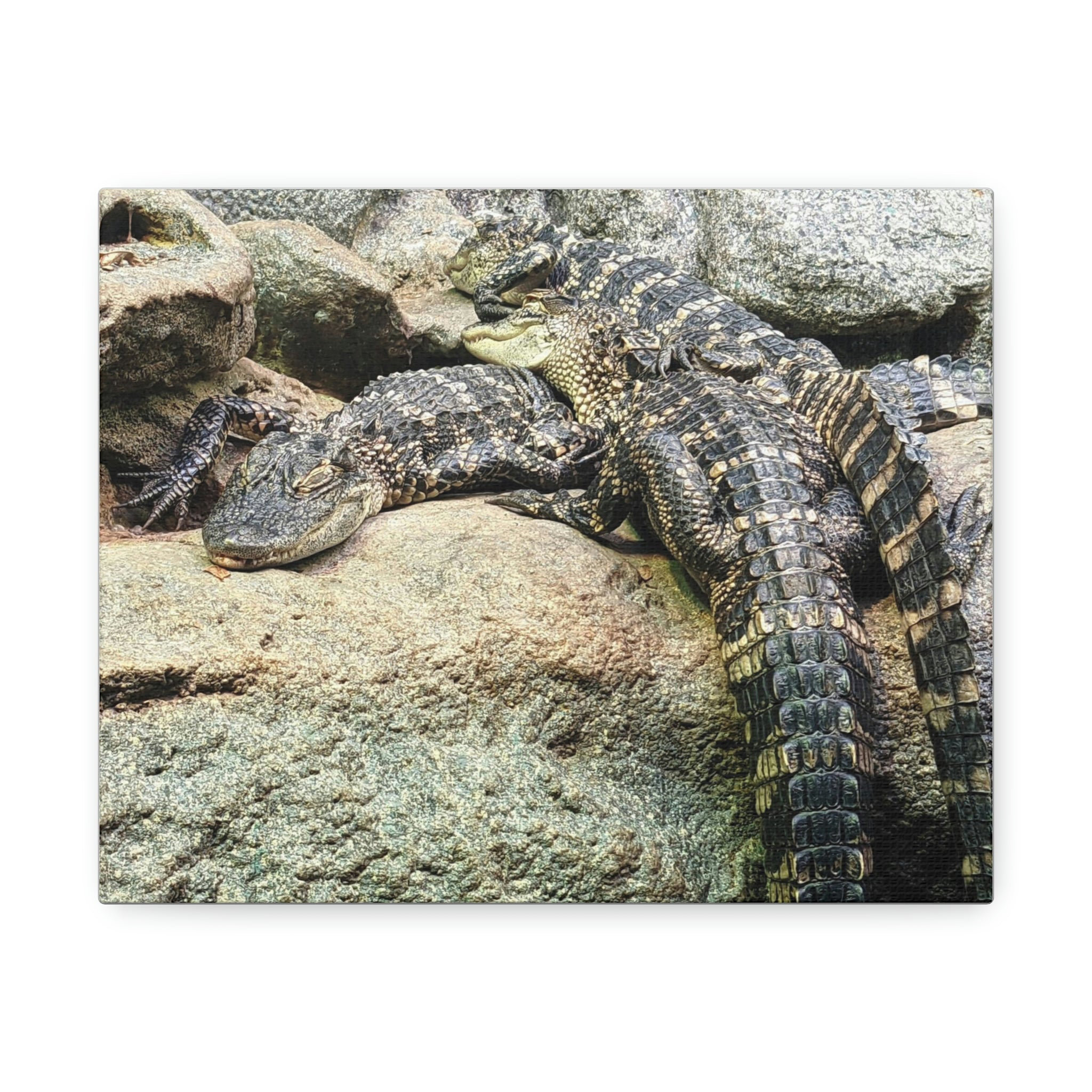 Bayou Breeze Crocodile by Kelly Johnson - Wrapped Canvas Photograph ...