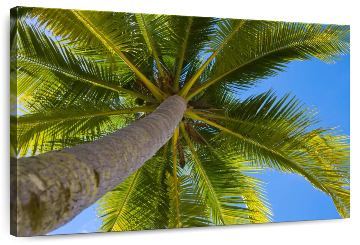 Lark Manor Harnek Coconut Tree Shade - Wayfair Canada