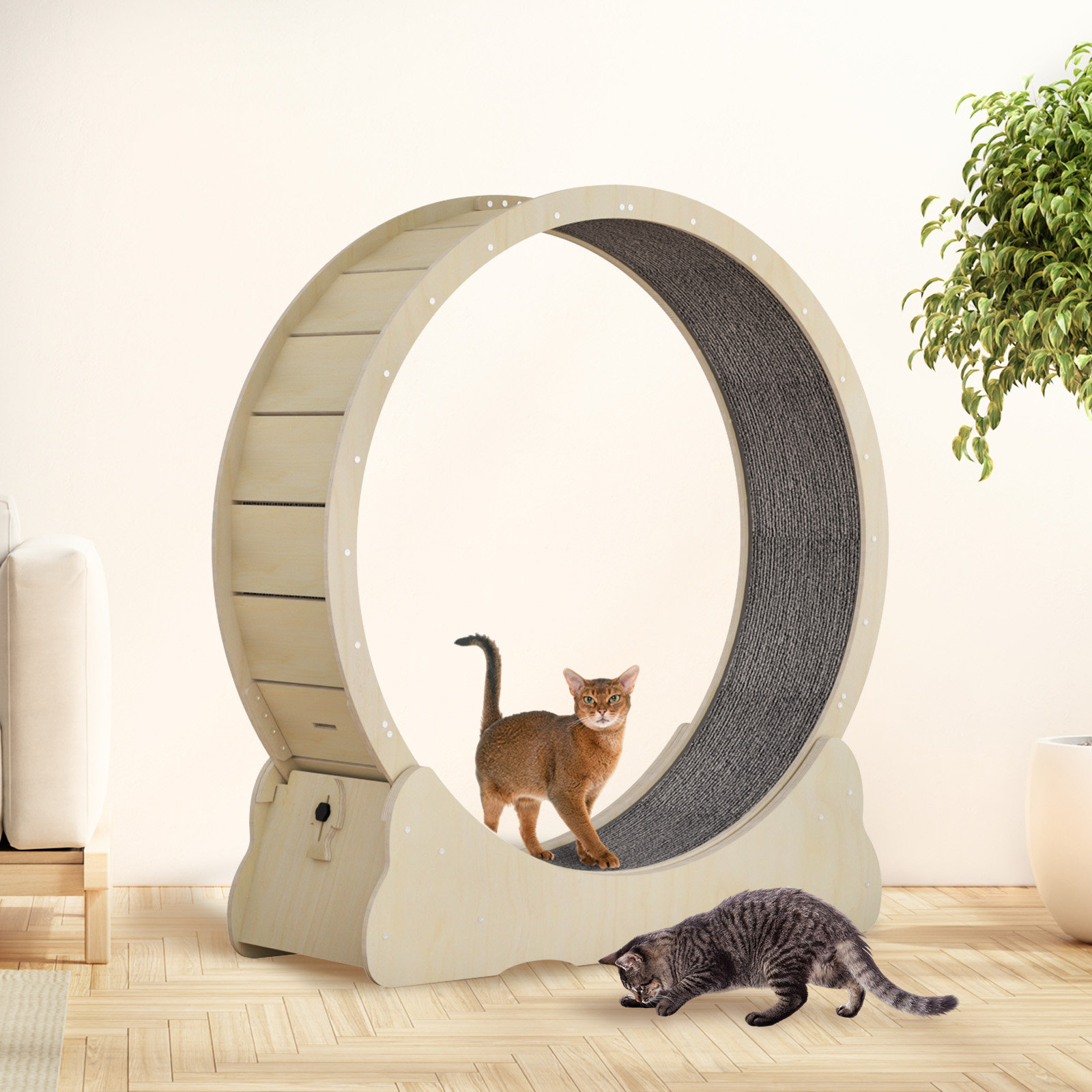 Tucker Murphy Pet™ Roue pour chats, roue d'exercice pour chats d ...