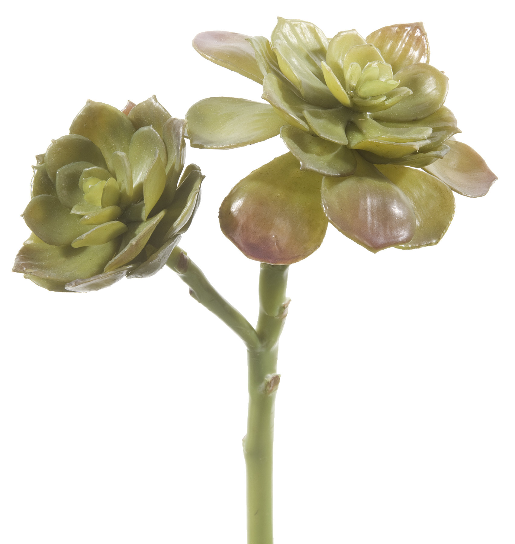 Primrue Rosette Succulent Med X2 Stem | Wayfair