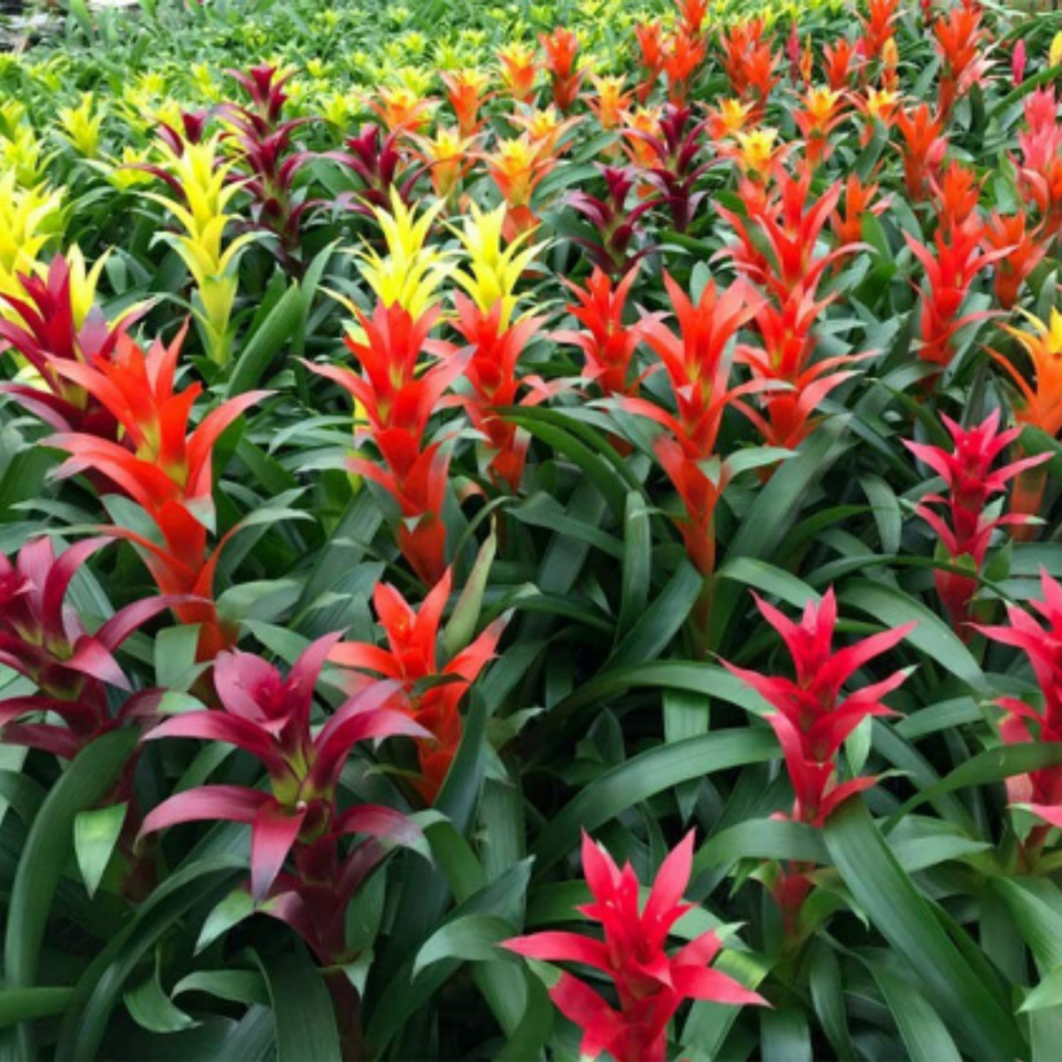 American Plant Exchange Tropical Flowering Bromeliad, Assorted Colors ...