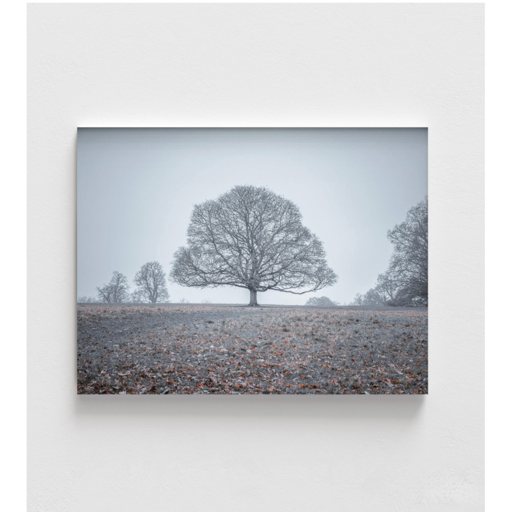 WeFrameArt Framed Tree Photography Print, Cold Tone Landscape Wall ...