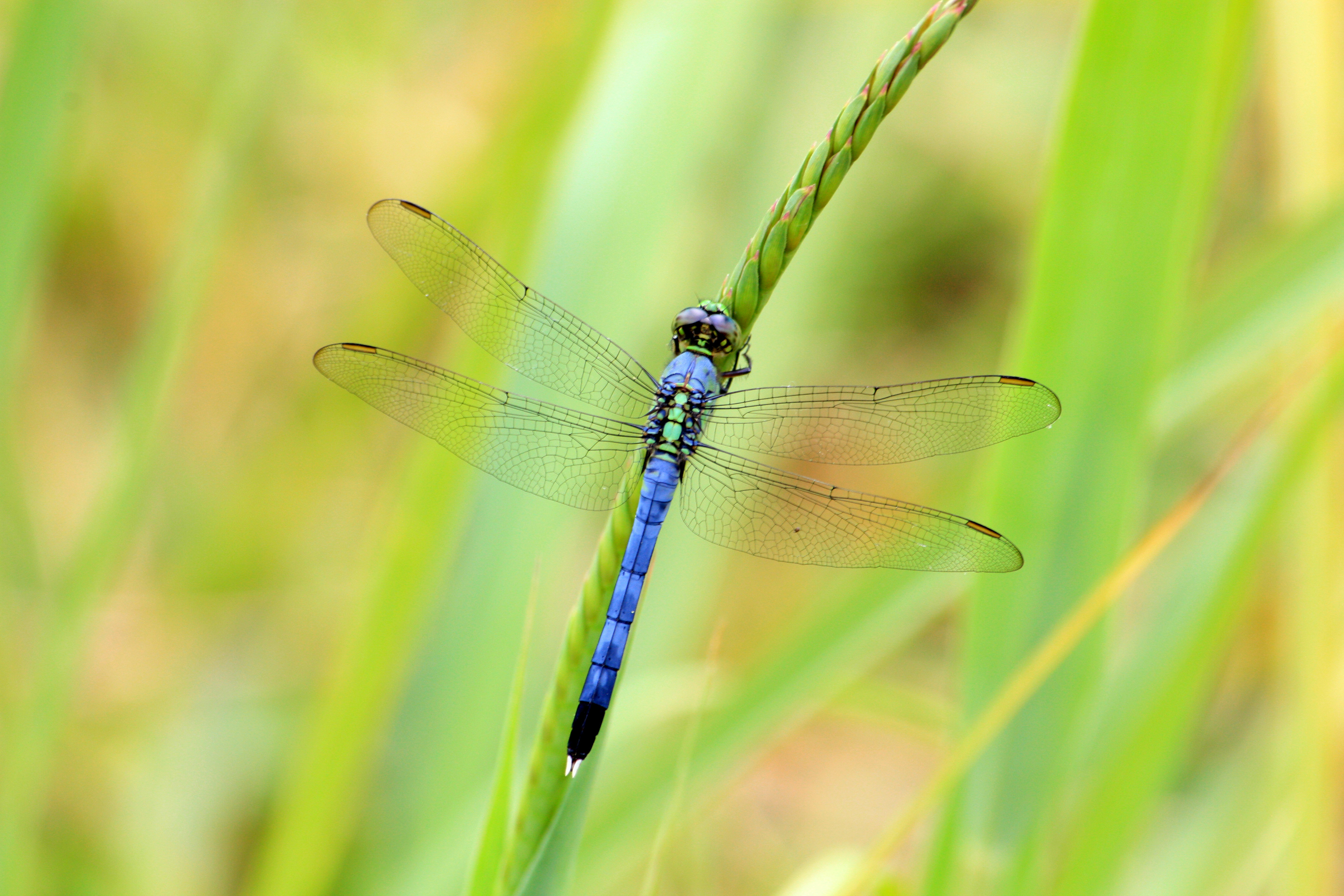 Hokku Designs Cilli Dragonfly On Canvas by Heather Pennington ...