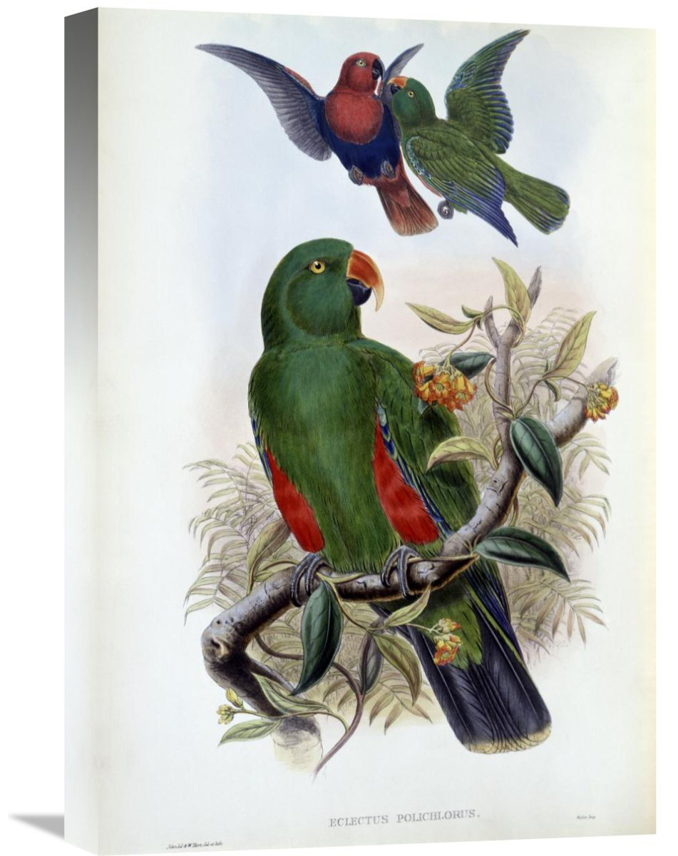 Global Gallery 'Green Lory' by John Gould Graphic Art on Wrapped Canvas ...