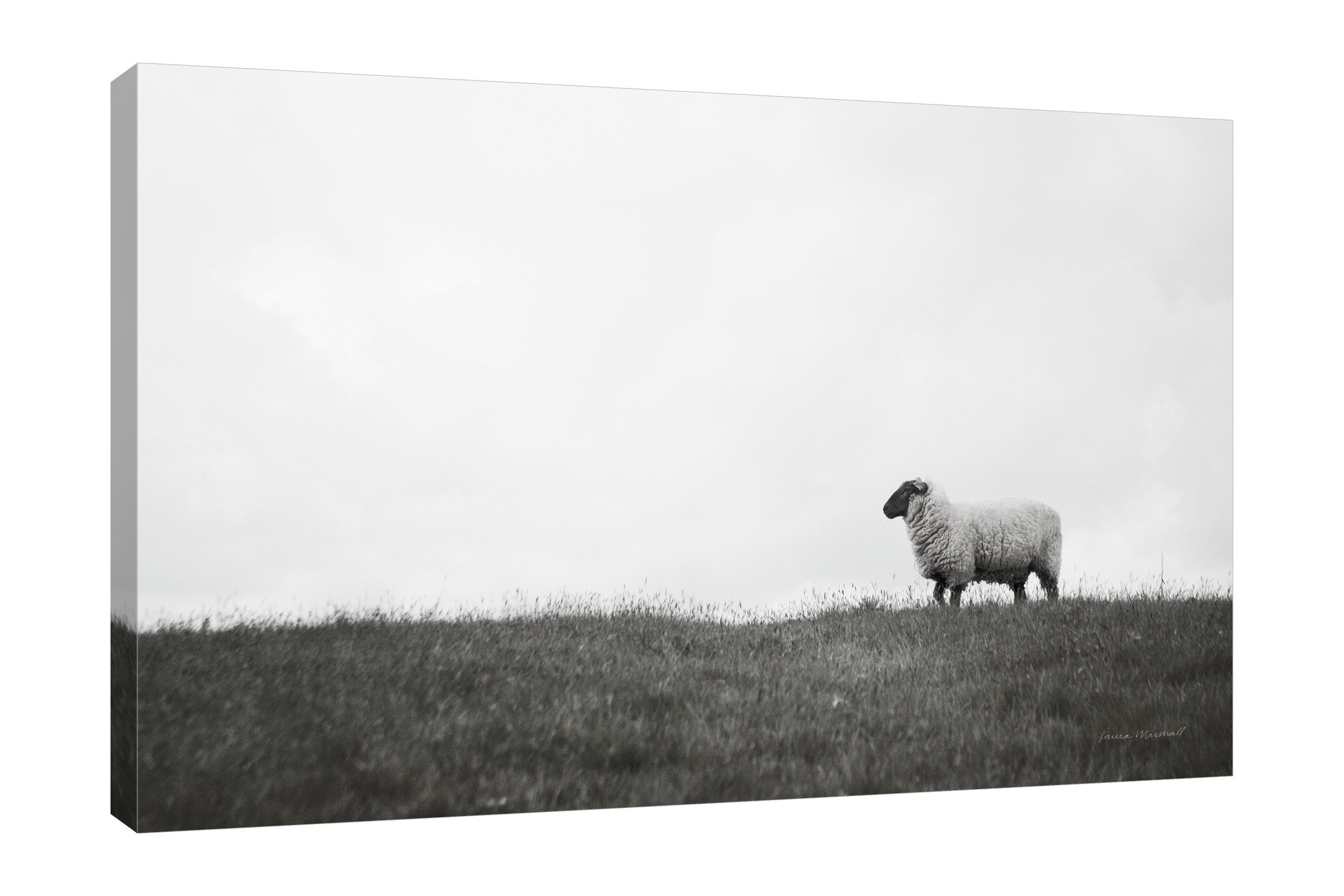 Jaxson Rea "Islay Sheep II" Gallery Wrapped Canvas By Laura Marshall ...