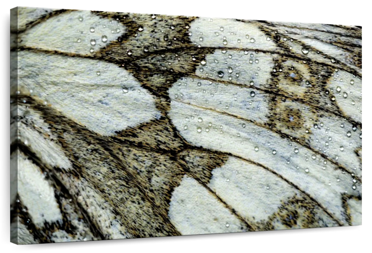 Ebern Designs Brampt Marbled Wing Of Butterfly - Wayfair Canada