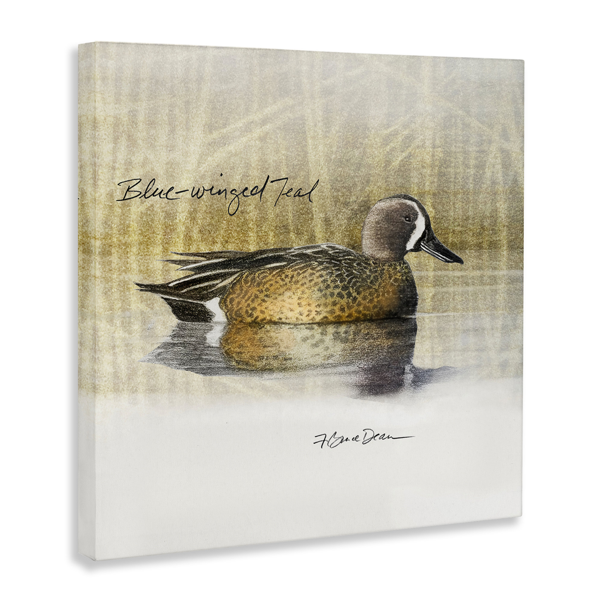 Rosalind Wheeler Blue Winged Teal Duck Canvas Wall Art by Jadei ...
