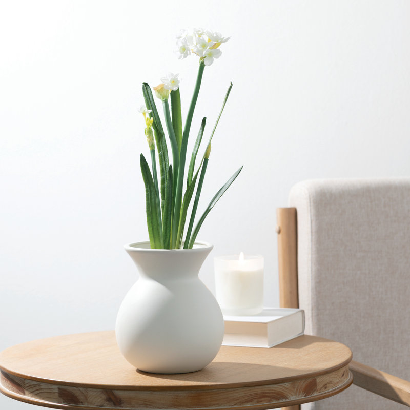 Charlton Home® Paperwhite Stem & Reviews | Wayfair