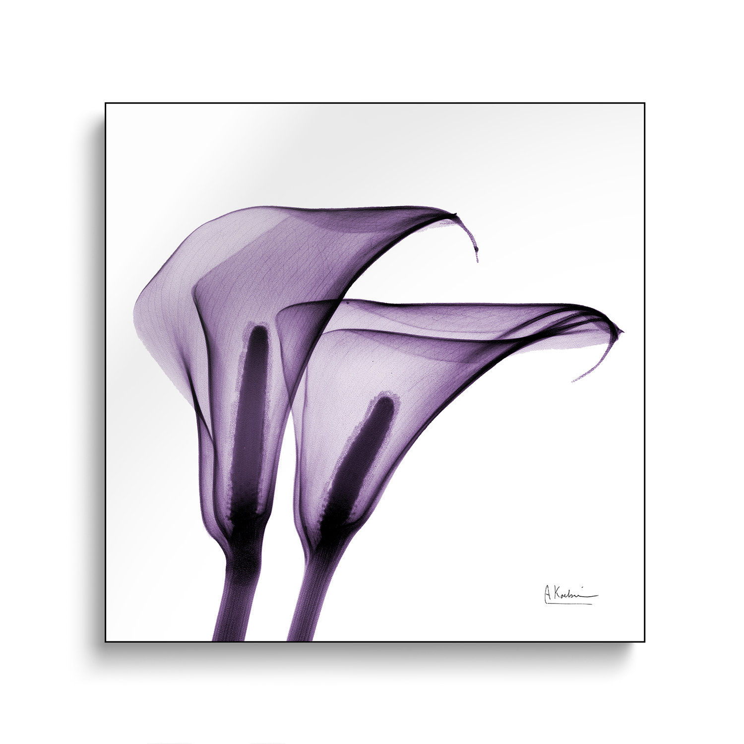 Ivy Bronx Steelpix Metal Canvas - Calla Lilies II By Albert Koetsier ...