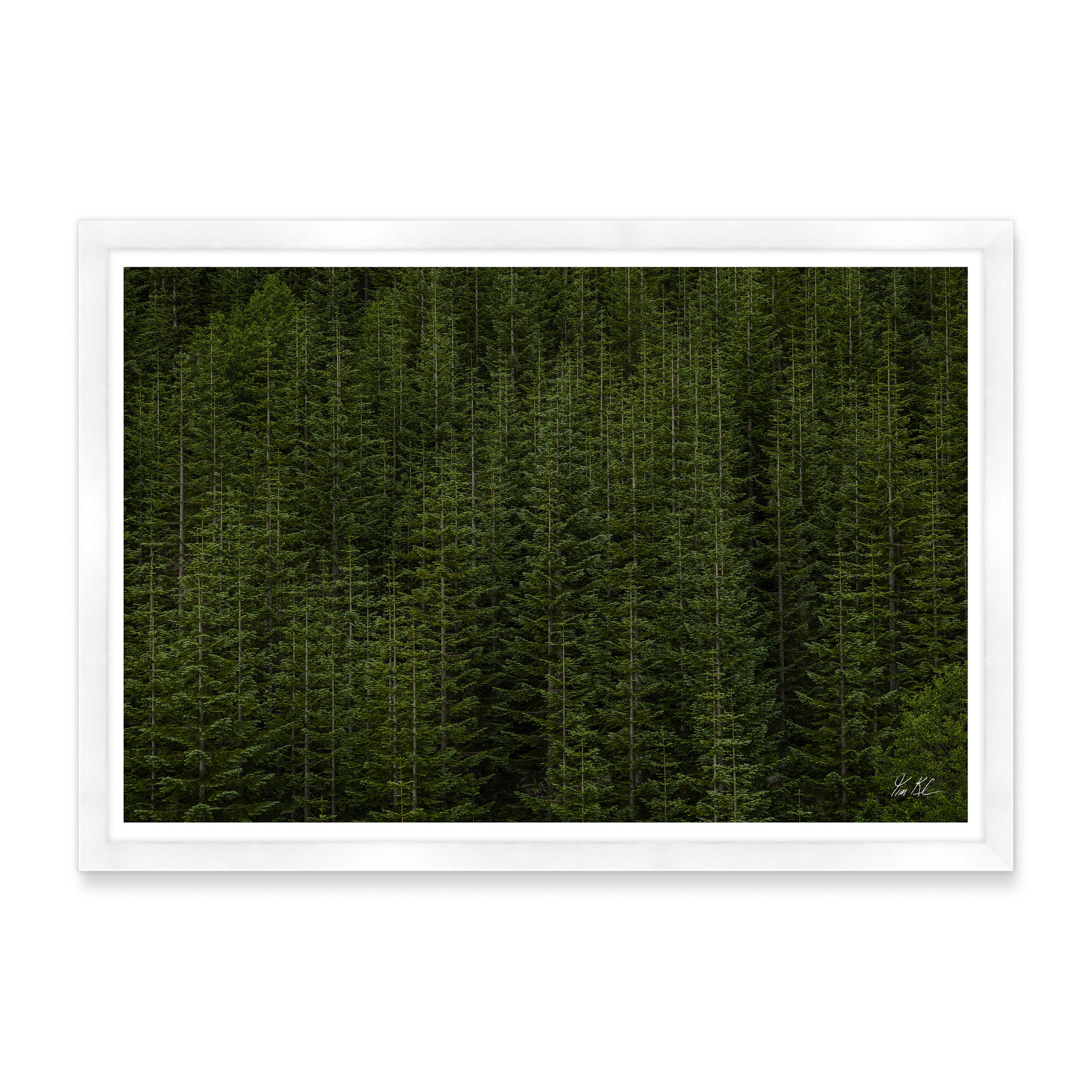 Tim Klein Photography Among Static Pines II | Wayfair