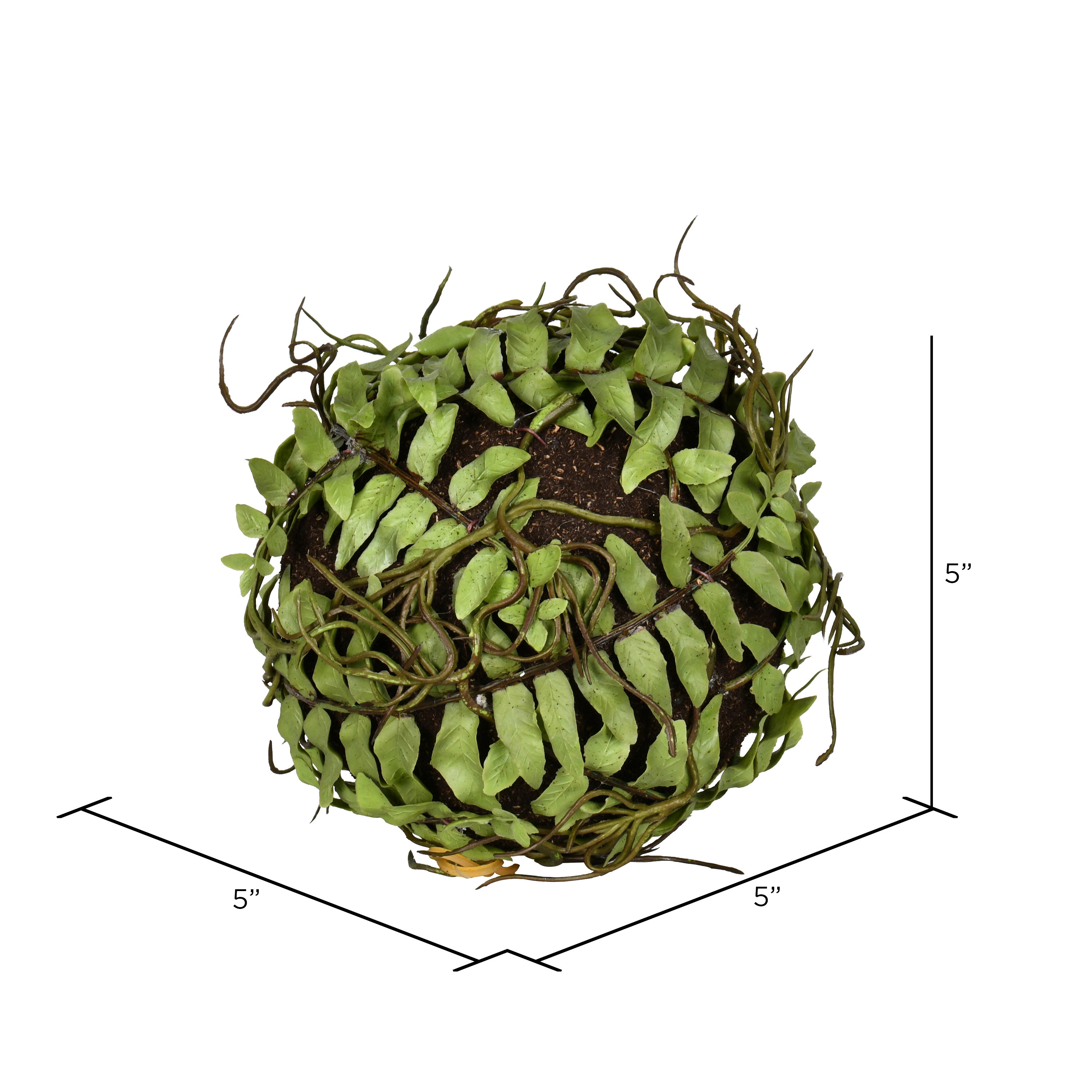 Primrue 5" Green Boston Fern Ball 2/Pk ...