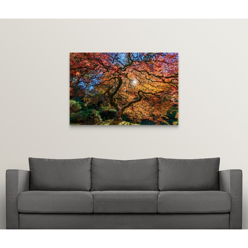 Centioli Photography Japanese Maple Tree Print & Reviews | Wayfair