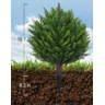 Primrue Artificial Cedar Topiary Ball Trees With Ground Spike, Set Of 2 ...