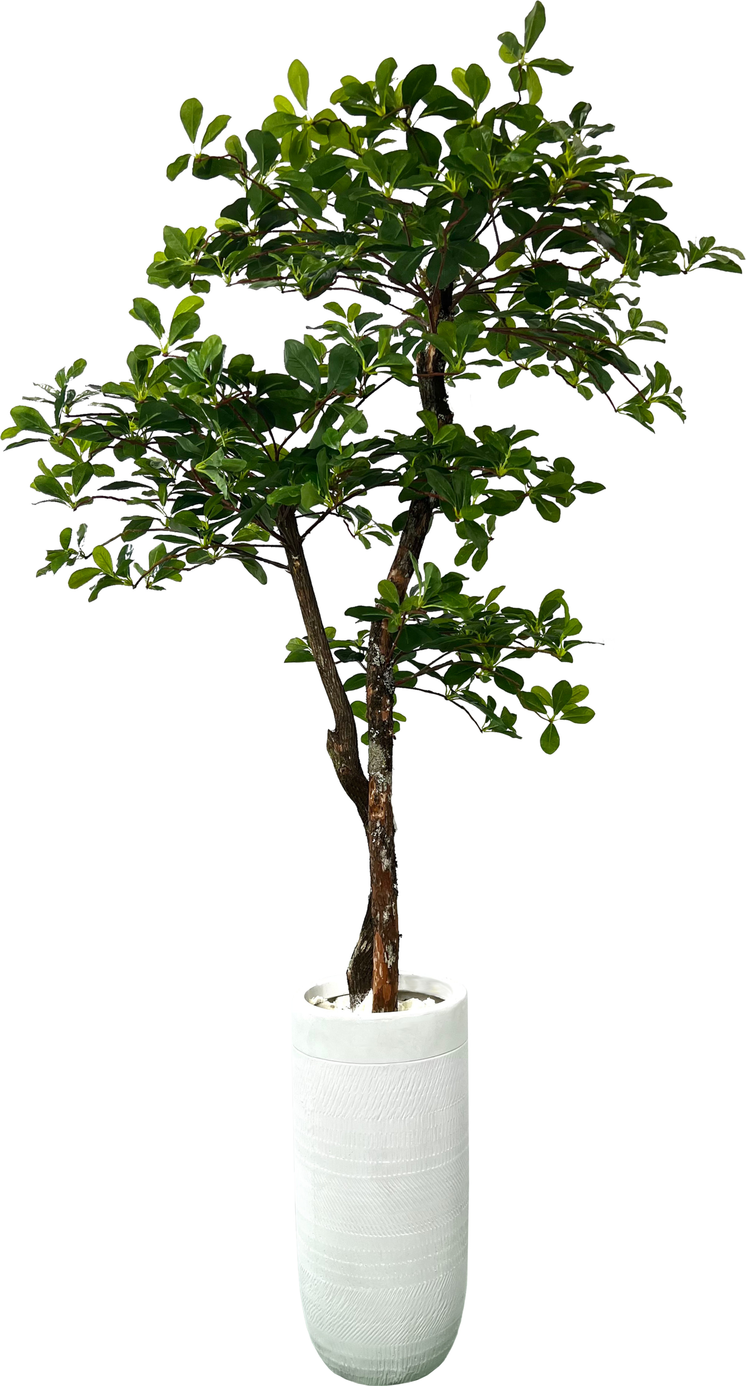 Primrue Hand-Made Primrue Fresh Italian Black Olive Leaf 5'' Artificial ...