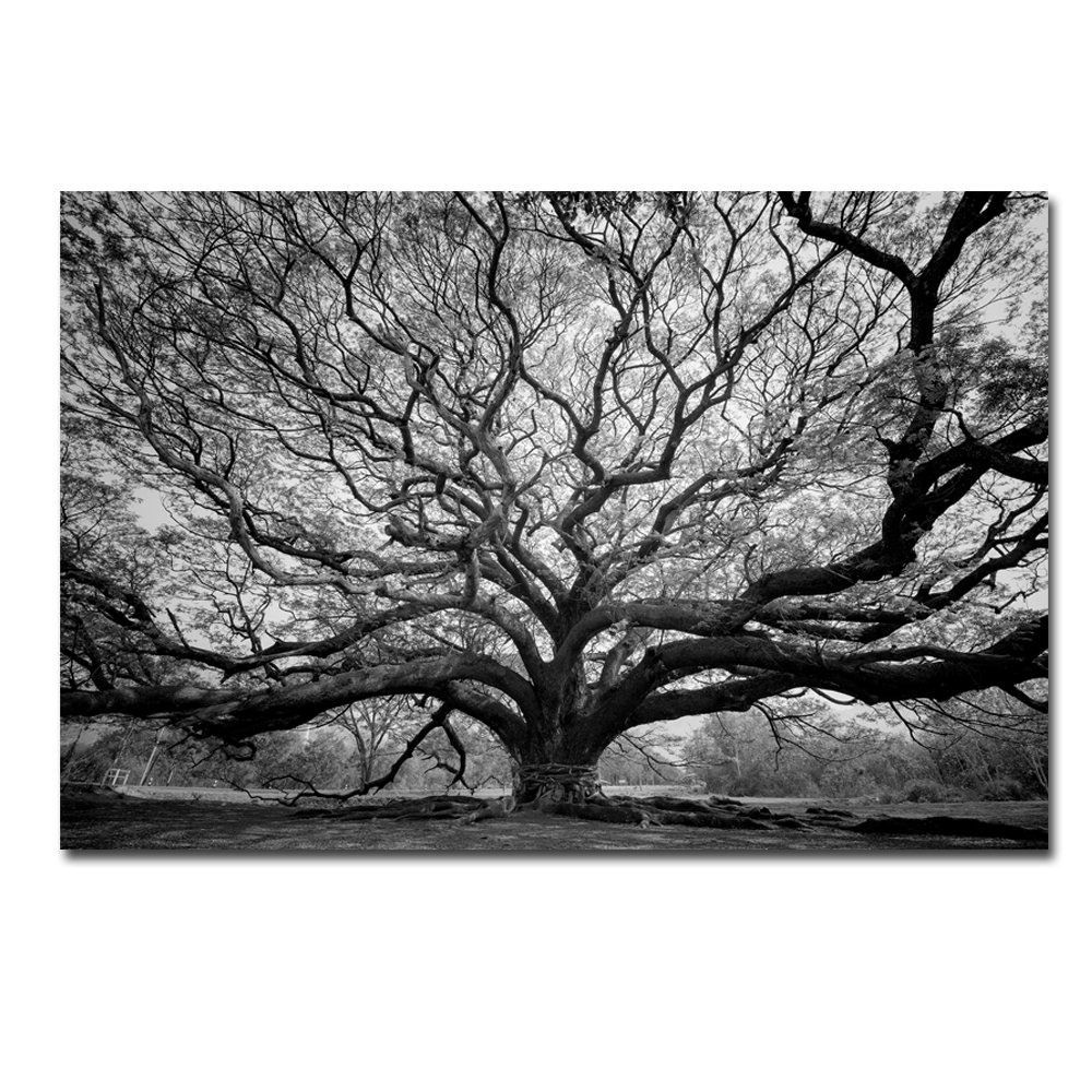 DecorumBY Tree of Wisdom - Photograph Print | Wayfair