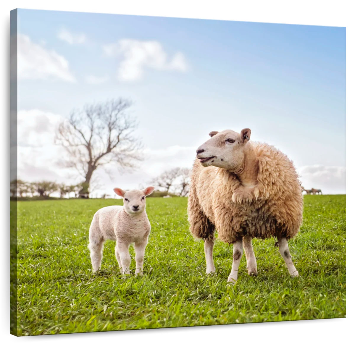 Elephant Stock Sheep And Lamb | Wayfair