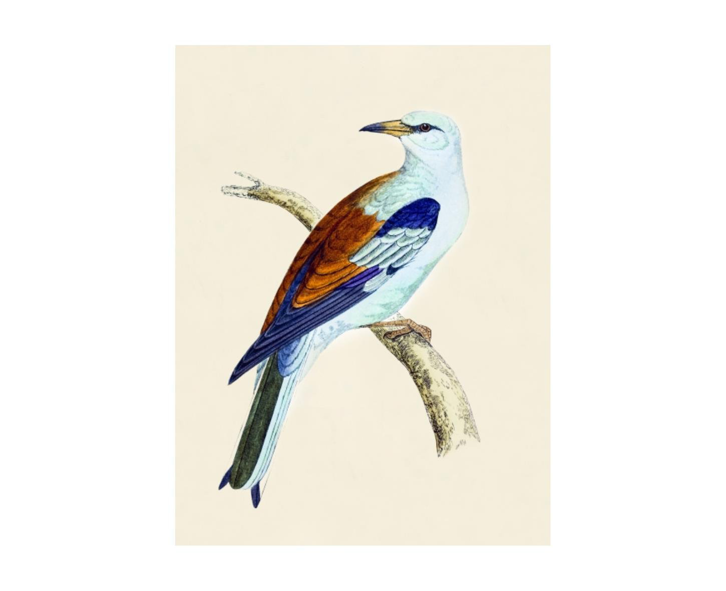 Chelsea Art Studio Colorful Bird Study IV by Michelle Bennett - Graphic ...
