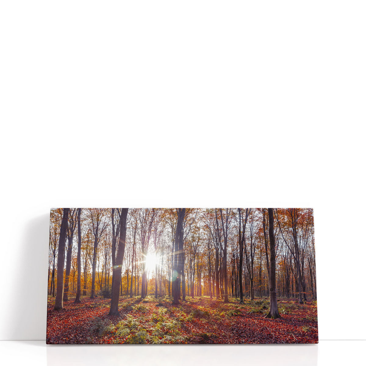 Latitude Run® Sunlight through Trees - Canvas Print Wall Art | Wayfair