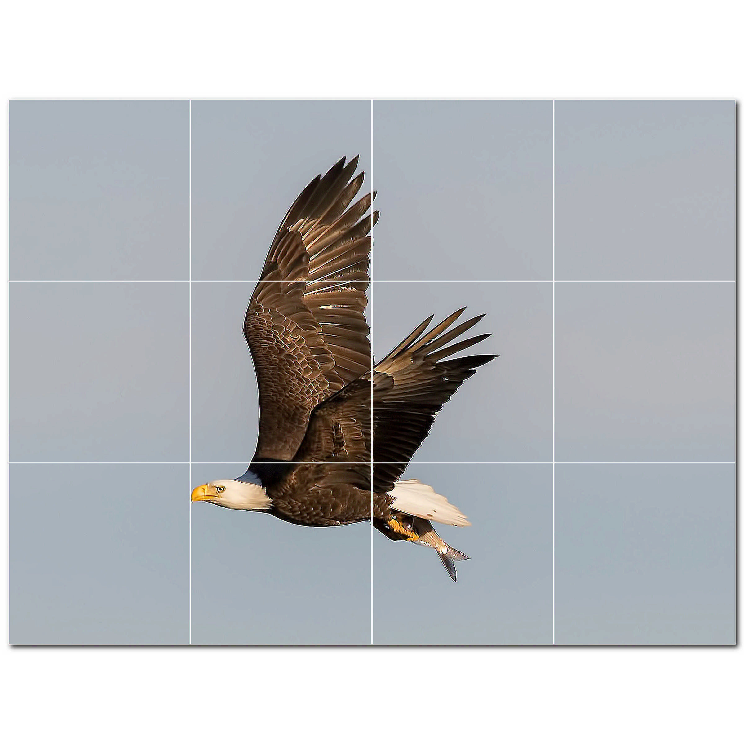 Picture-Tiles.com Bird Photo 12'' x 12'' Satin Ceramic Decorative Mural ...