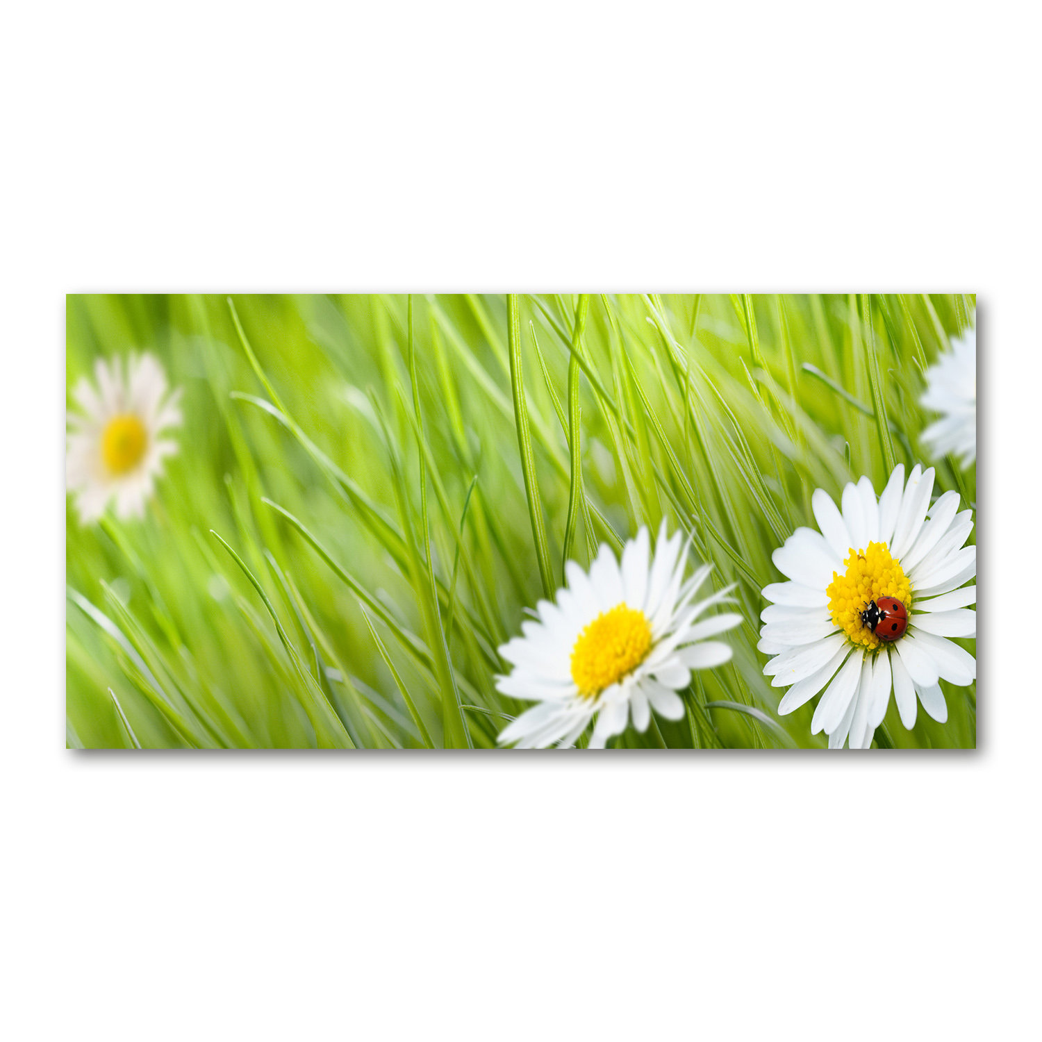 Ebern Designs Daisies - Unframed Art Prints on Canvas | Wayfair.co.uk