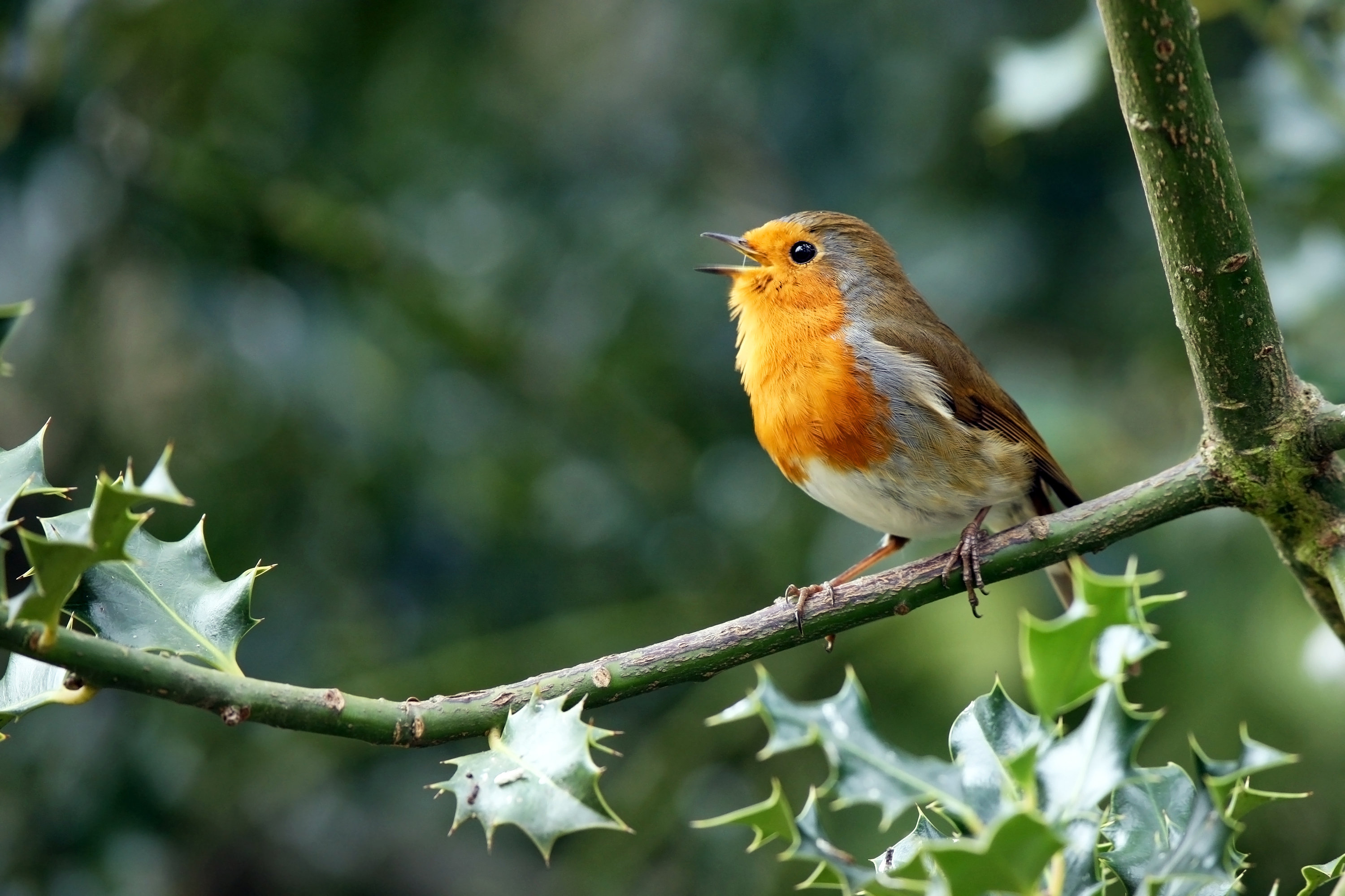 17 Stories Robin by Andrew_Howe - Wrapped Canvas Art Prints | Wayfair.co.uk
