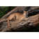 Union Rustic The Cougar (Puma Concolor) Resting On A Tree Trunk by ...