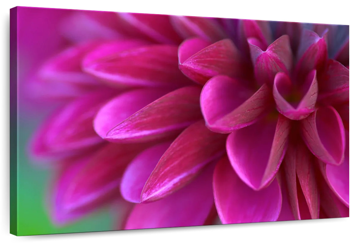 Lark Manor Harnek Fresh Pink Chrysanthemum - Wayfair Canada