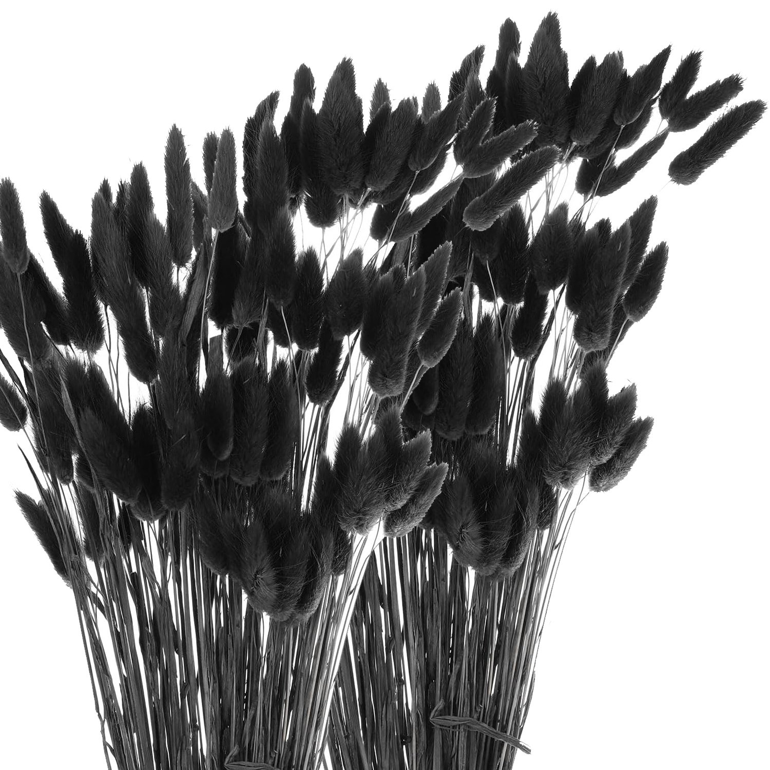 Primrue 200Pcs Dried Bunny Tails Flowers Blue Rabbit Tail Grass Lagurus ...