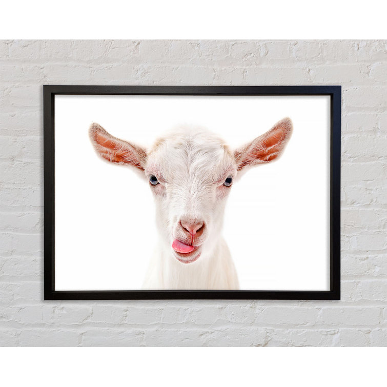 Bright Star Goating Around - Single Picture Frame Art Prints on Canvas ...