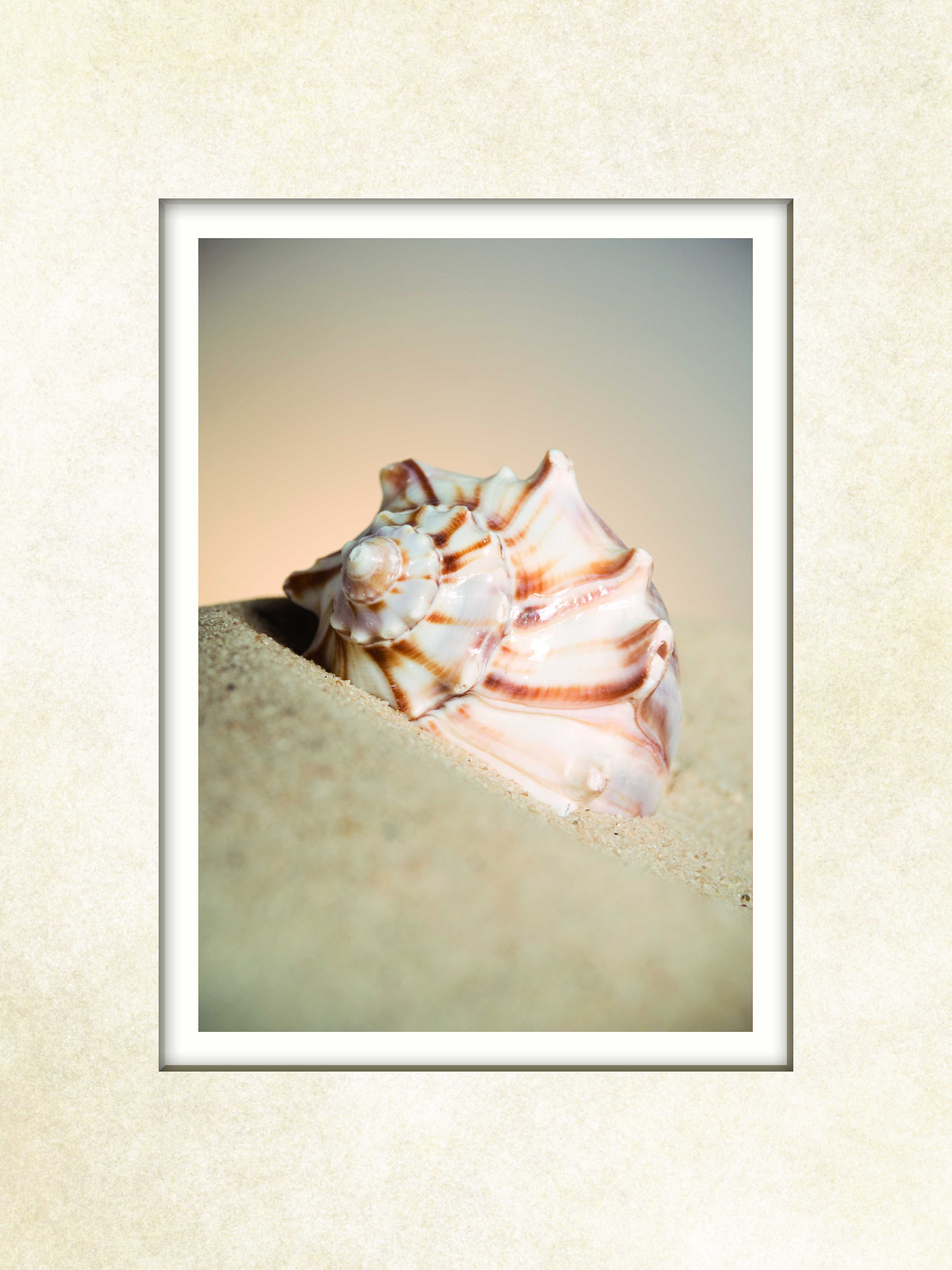 Highland Dunes Shell Photo 1 - Wrapped Canvas Photograph | Wayfair