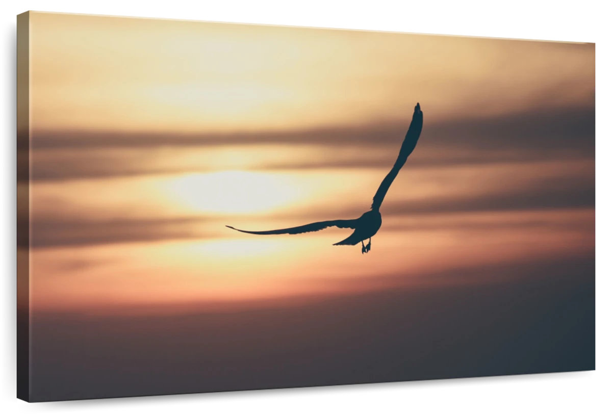 Ebern Designs Crowle Seagull And Sunset | Wayfair
