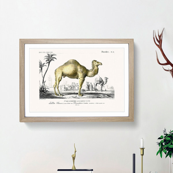 East Urban Home Camel Illustration by Charles d'Orbigny - Picture Frame ...