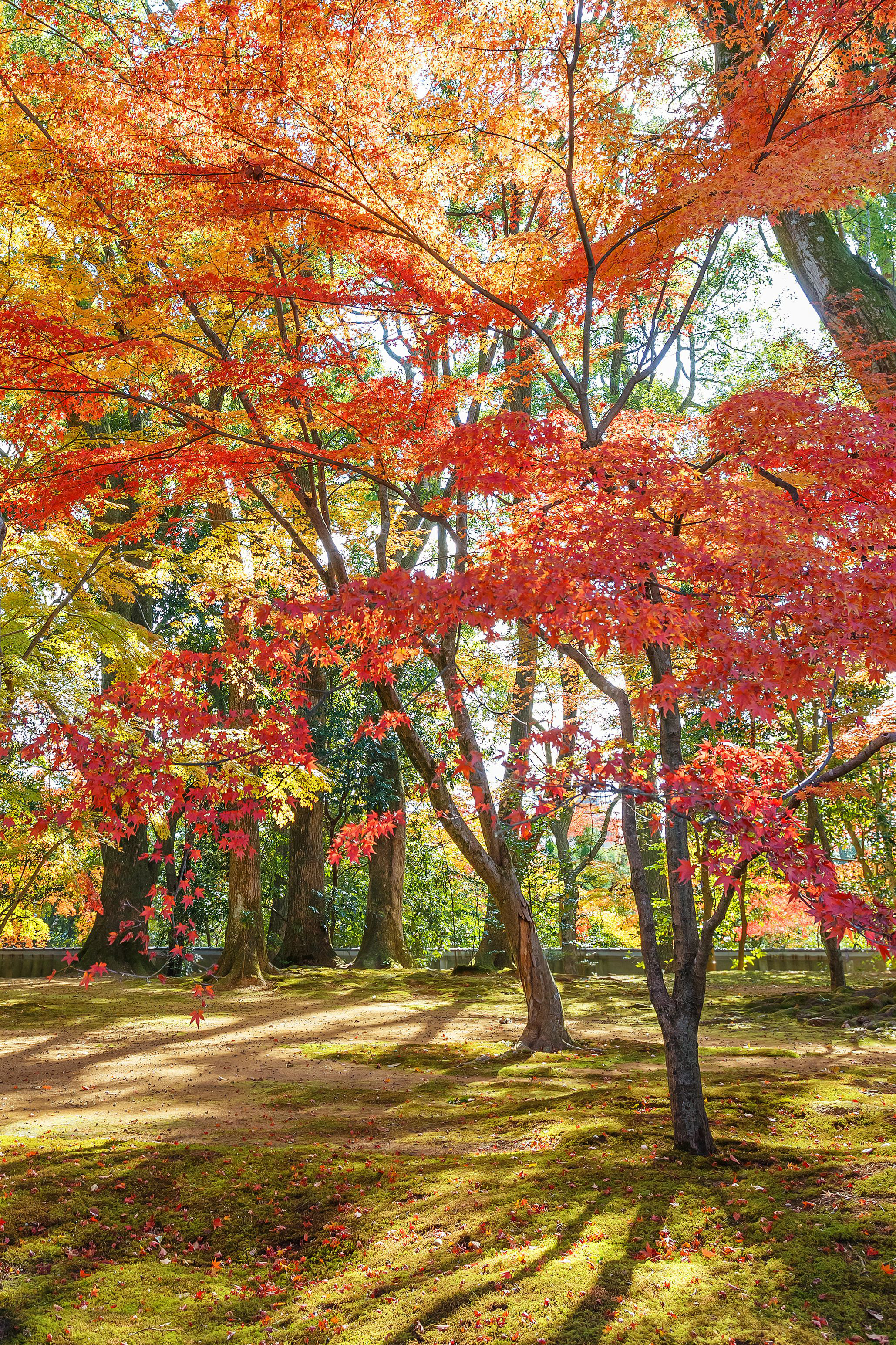 Millwood Pines Maple Leaves by - Wrapped Canvas Photograph - Wayfair Canada