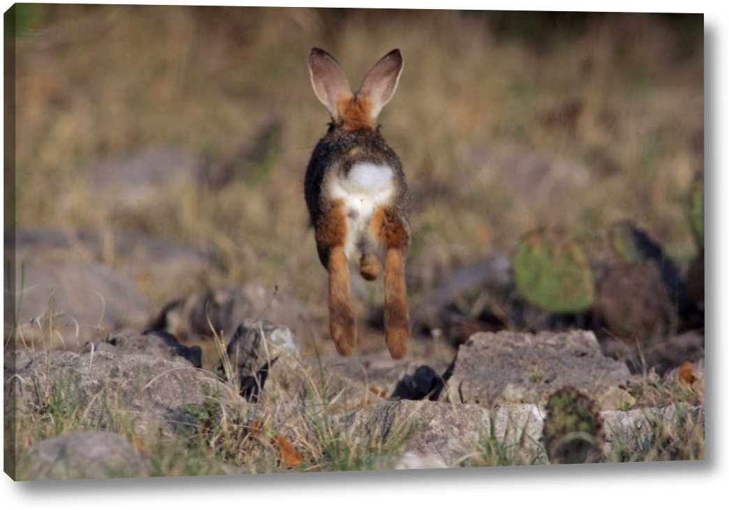 Millwood Pines 'TX, Kimble CO, Cottontail Rabbit Running' Photographic ...