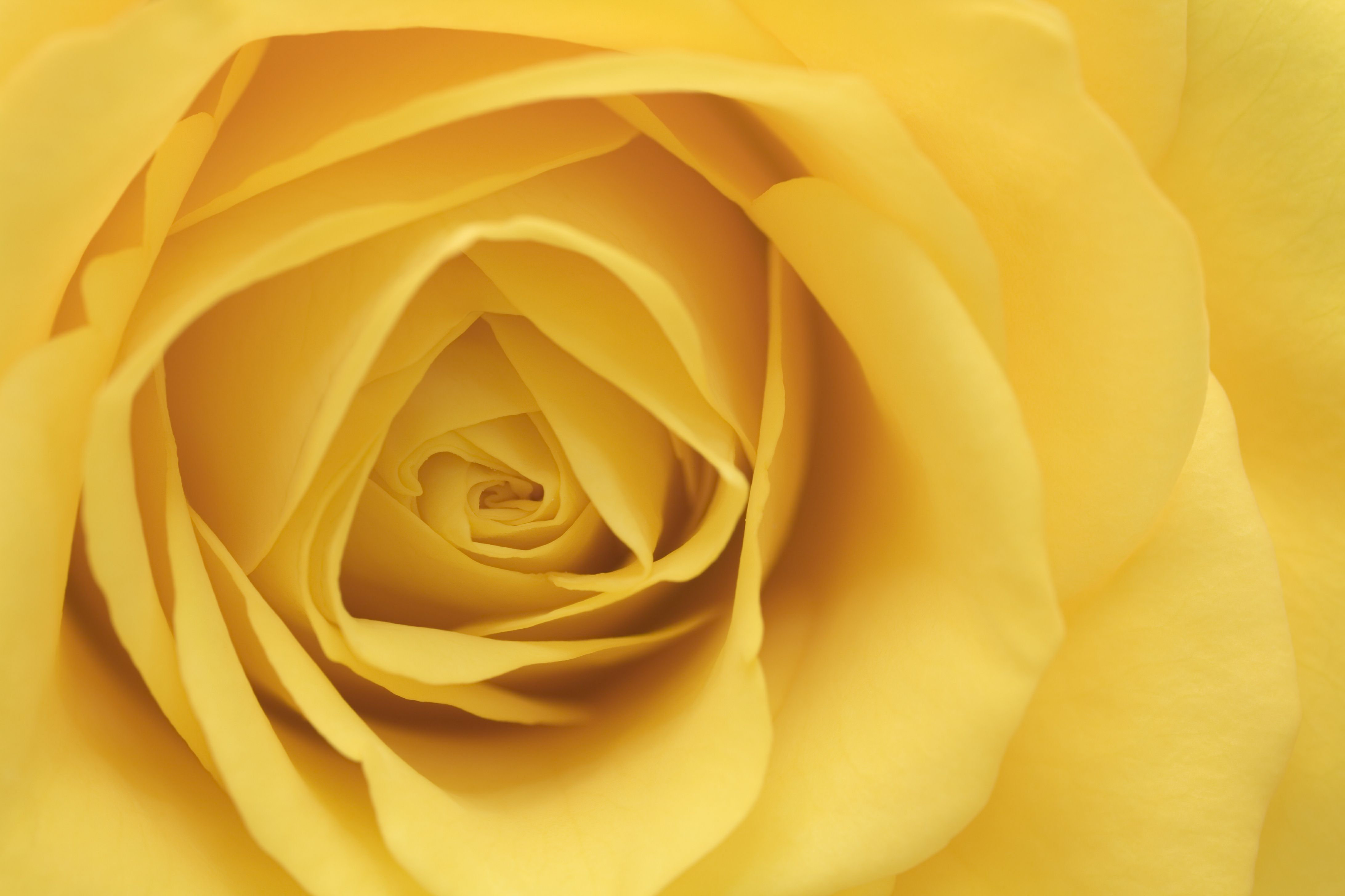 Ebern Designs Denasha Yellow Rose Blossom - Wrapped Canvas Photograph ...