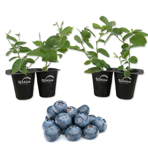 Wekiva Foliage LLC Jewel Blueberry Plant - 4 Live Starter Plants ...