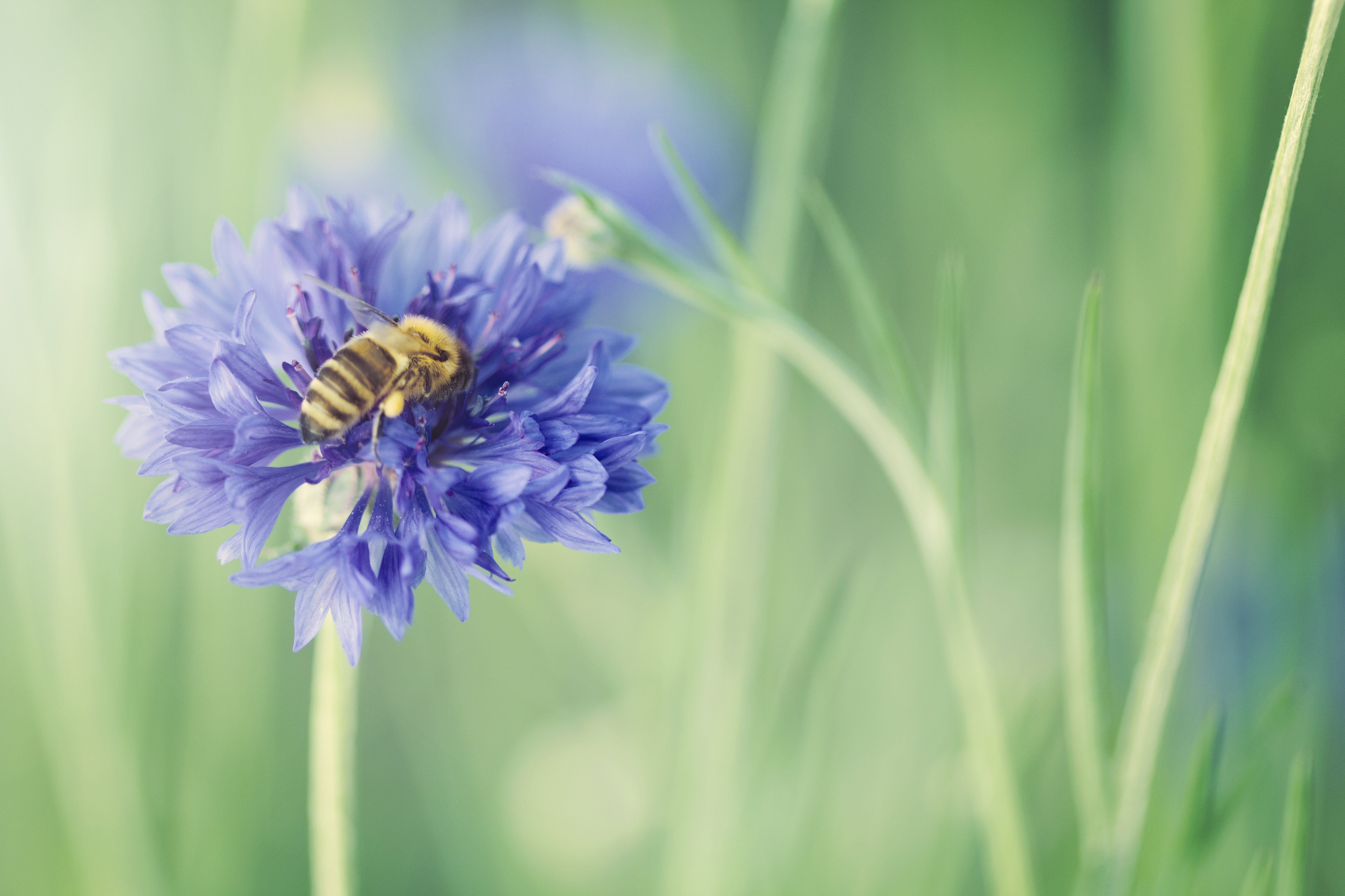 Gracie Oaks Bee - Wayfair Canada