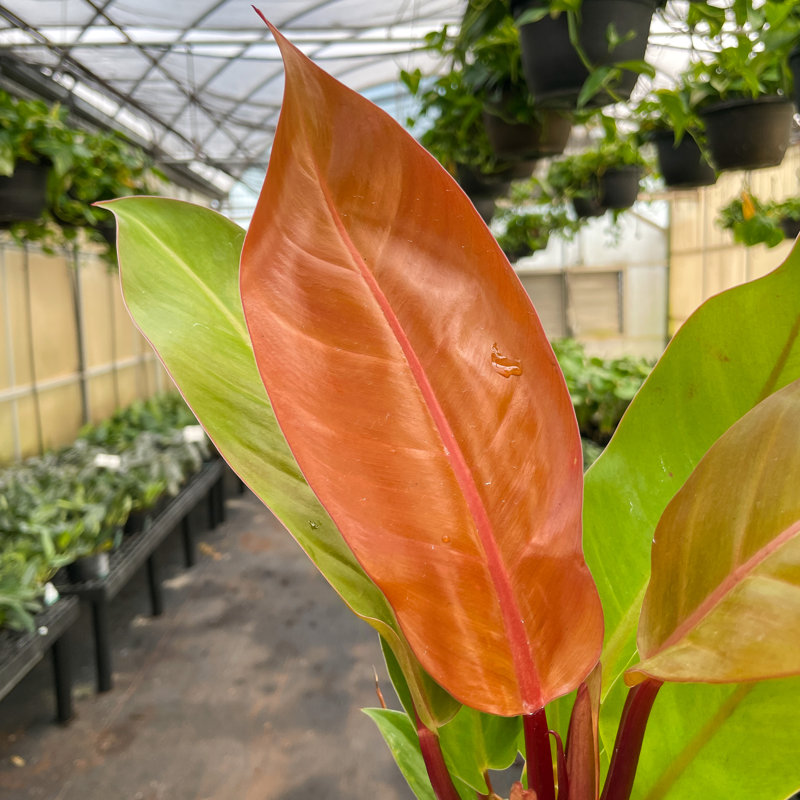 Thorsen's Greenhouse Live Prince of Orange Philodendron Plant in ...