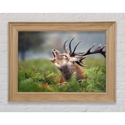 Bright Star Elk Call - Single Picture Frame Art Prints | Wayfair.co.uk