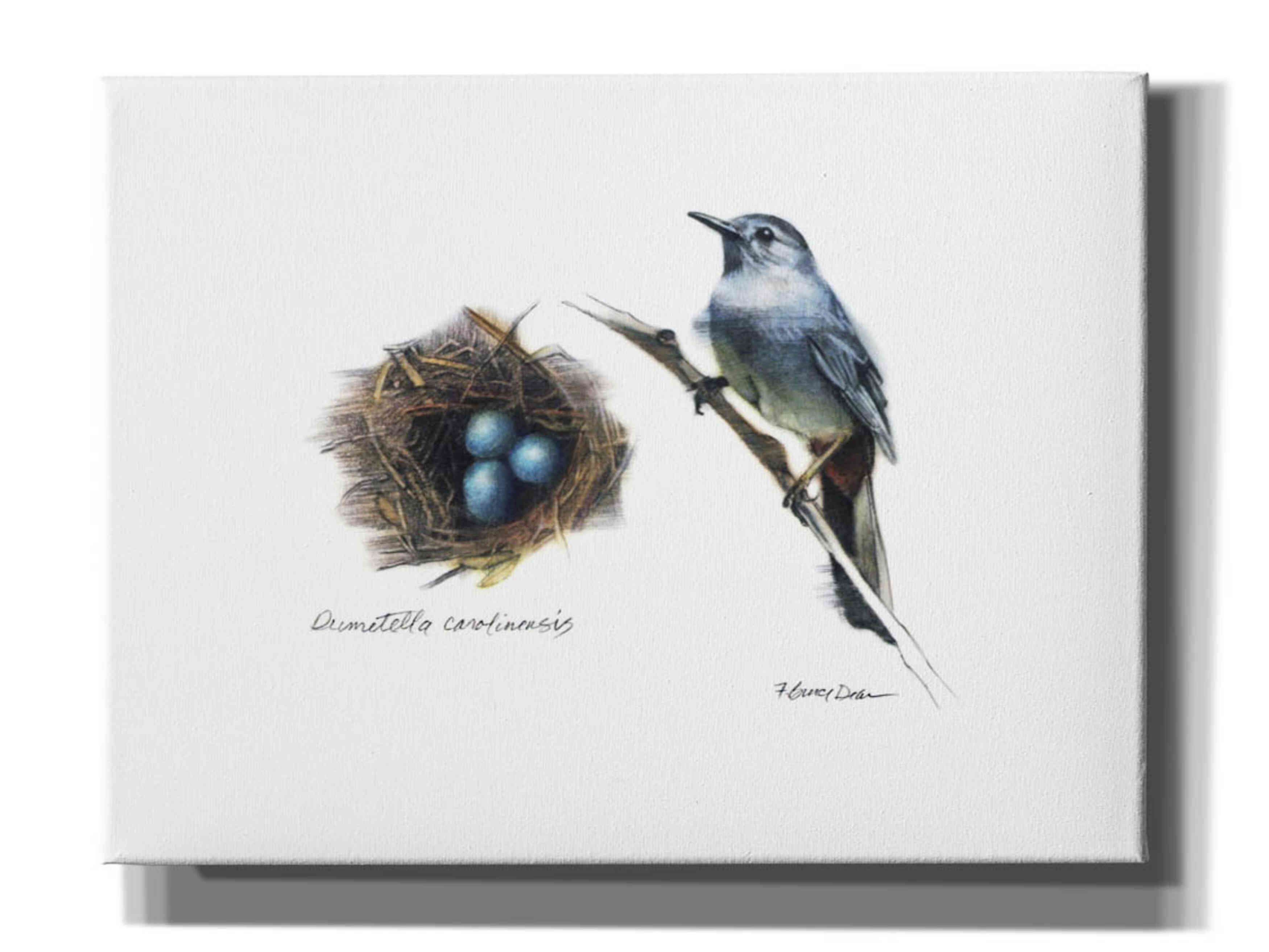 Red Barrel Studio® Bird Nest Study II by Bruce Dean - Wrapped Canvas ...