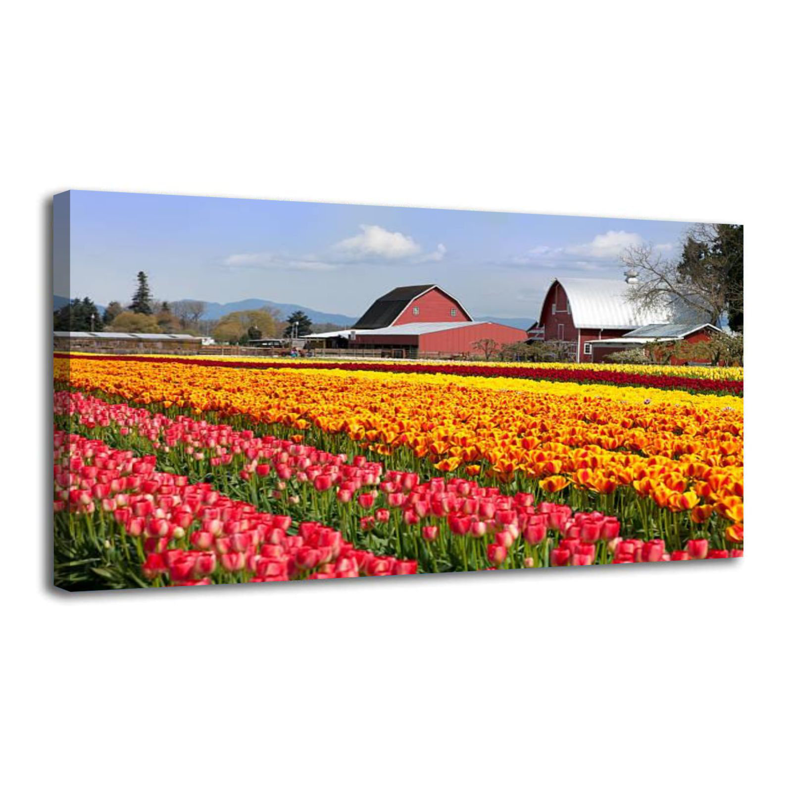 Ophelia & Co. Canvas Wall Art tulip farm tulip fieldss pictures Wall ...
