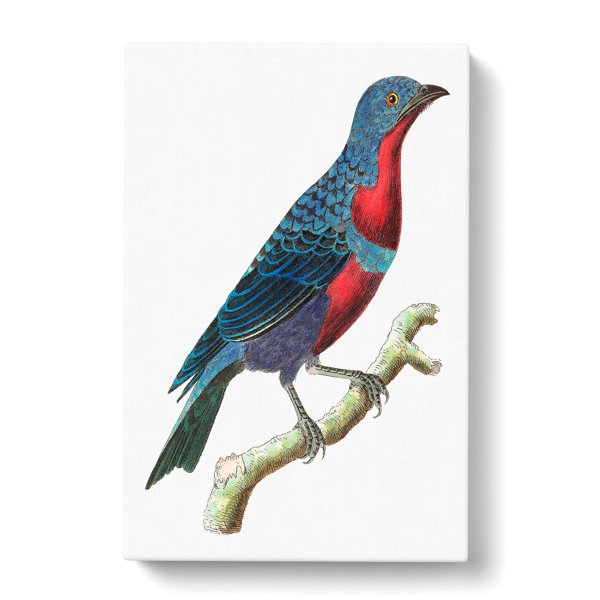 East Urban Home Purple-Breasted Chatterer Bird by George Shaw - Wrapped ...