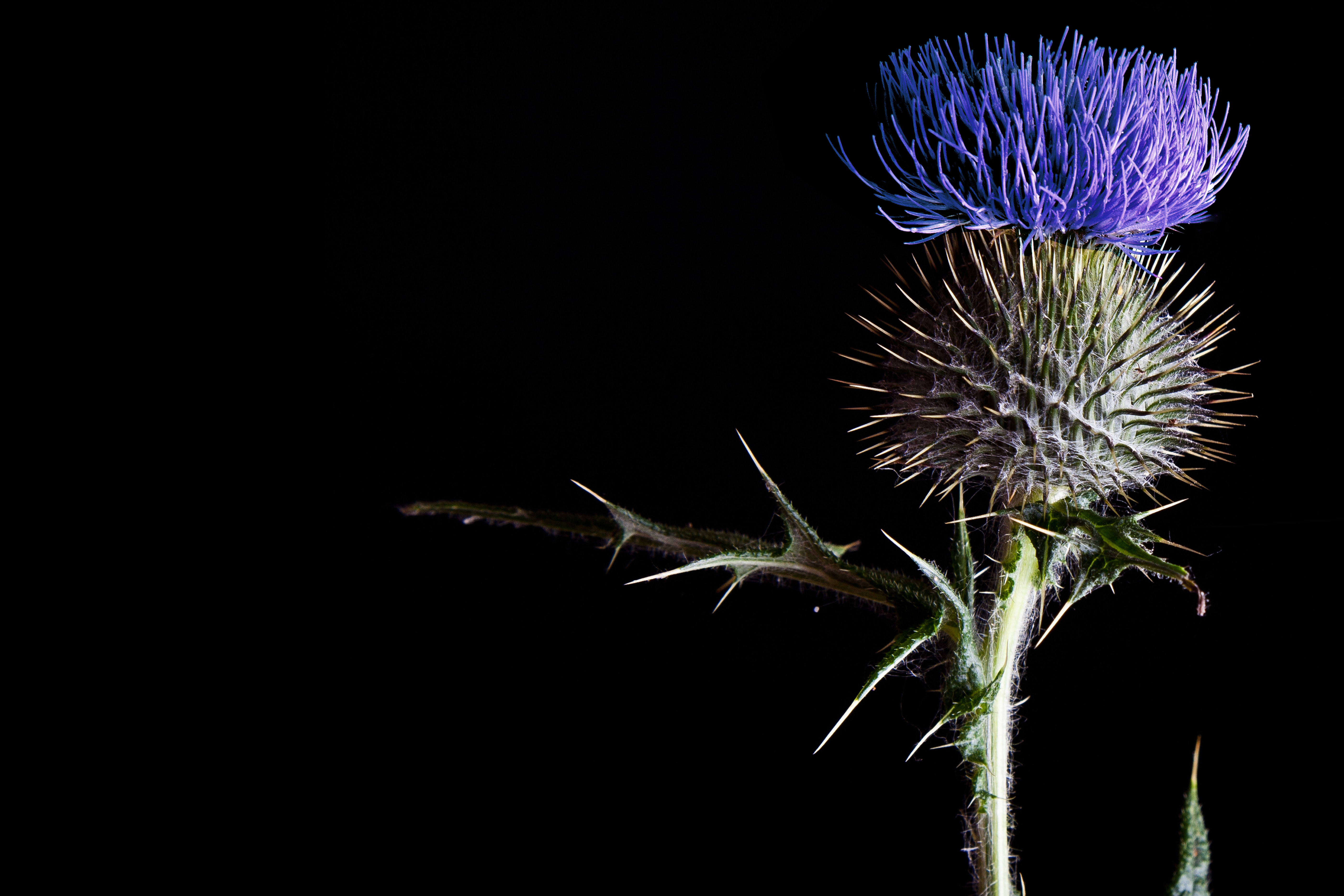 Ebern Designs Eirini Blue Scottish Thistle Close Up On Canvas ...