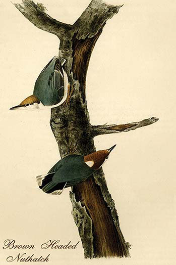 Buyenlarge Brown Headed Nuthatch by John Audubon - Graphic Art Print ...