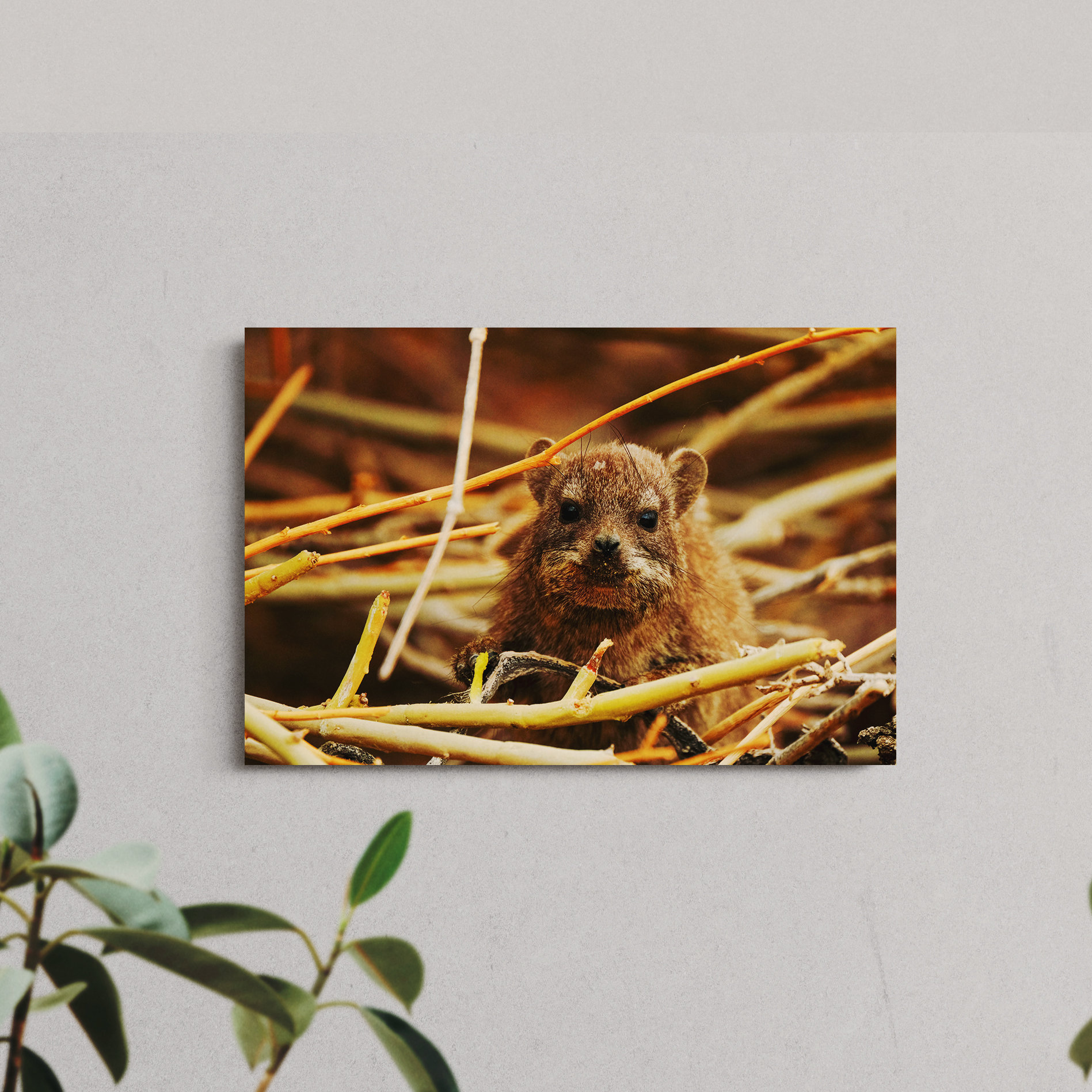 Ebern Designs Selective Focus of Rock Hyrax | Wayfair