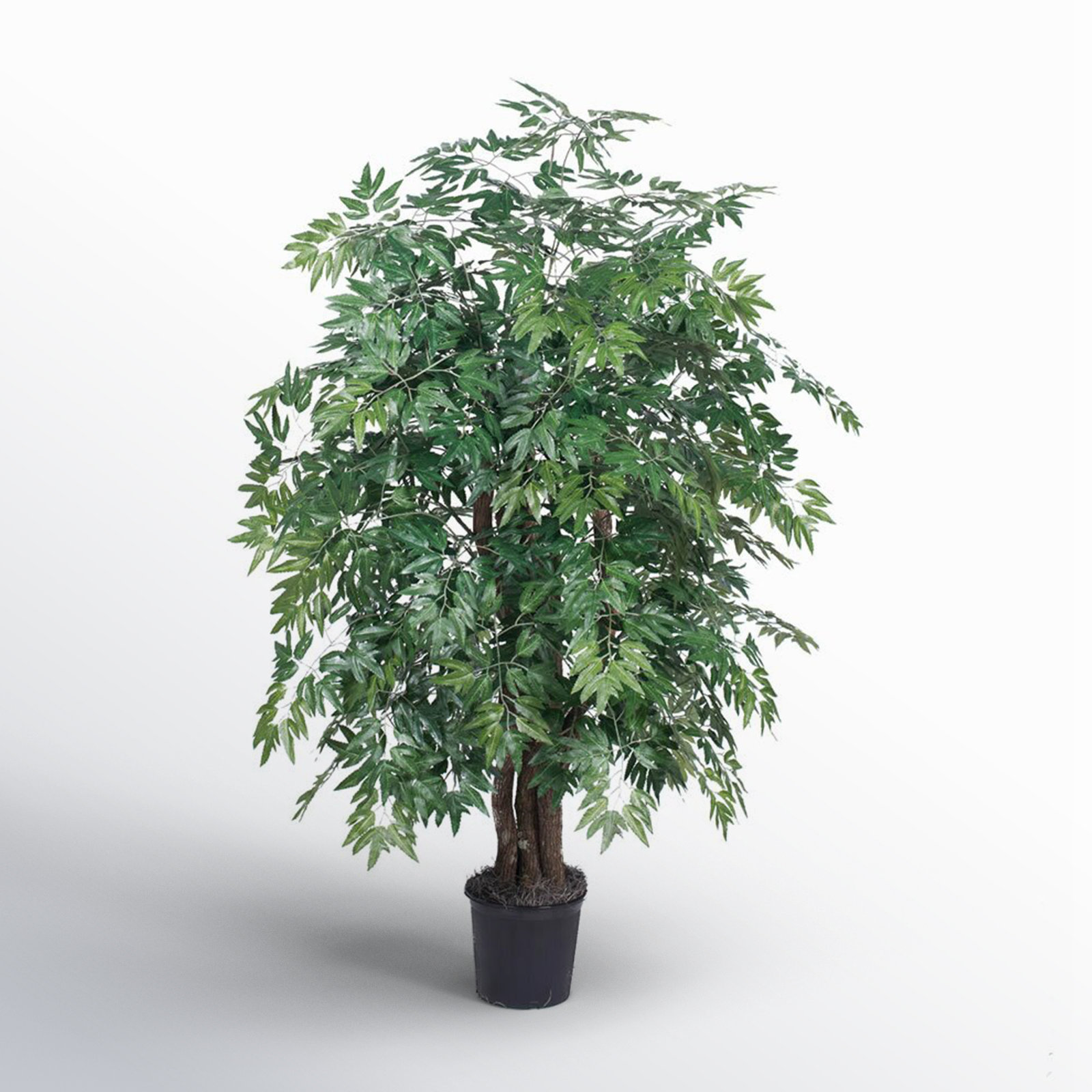 AllModern Bush Ming Foliage Tree in Pot & Reviews | AllModern