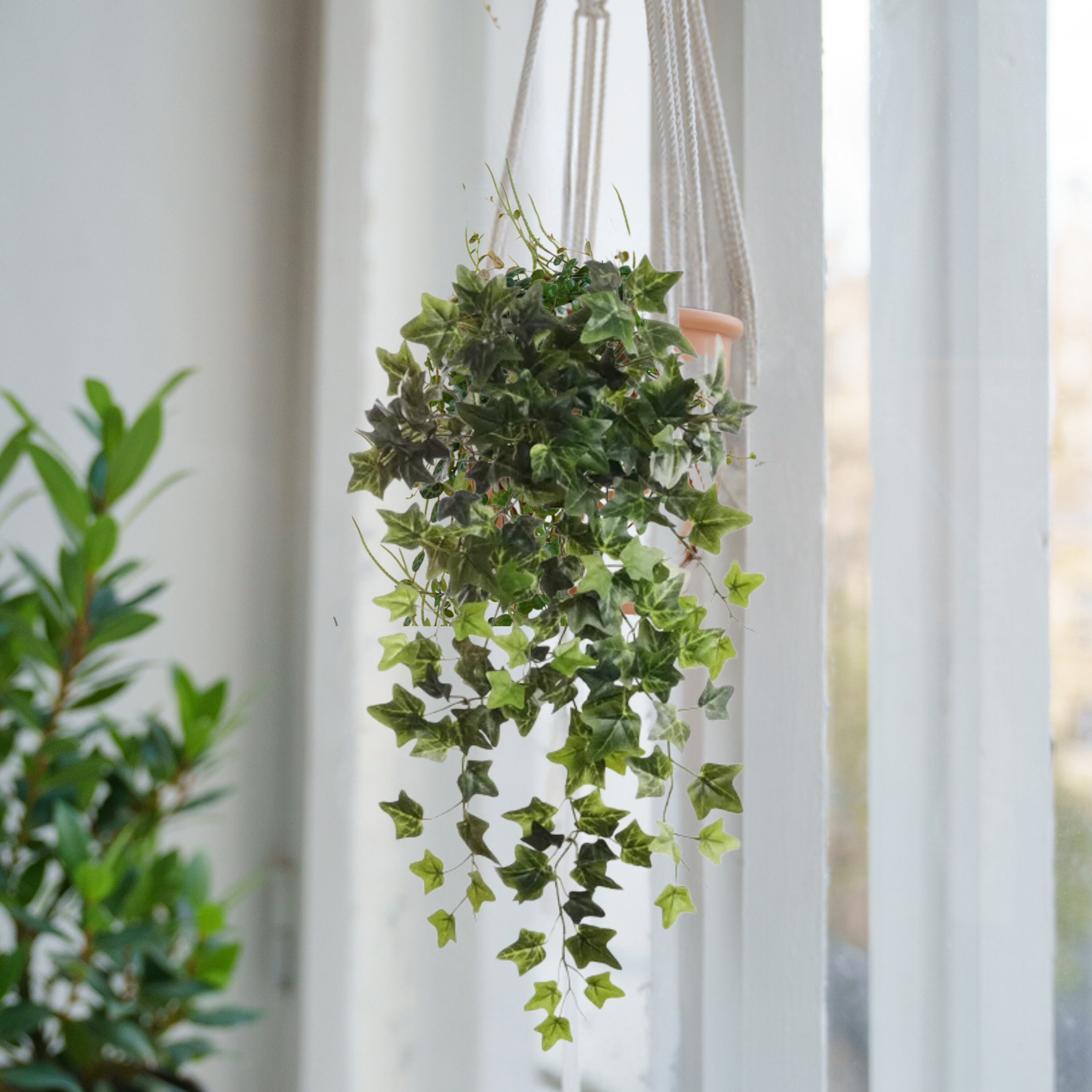 english ivy indoor or outdoor