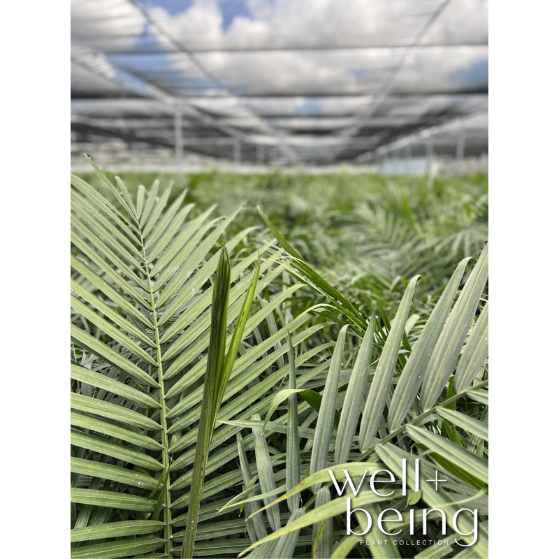 Natures Way Farms Nature's Way Farms Majesty Palm Live Plant 25-30 ...