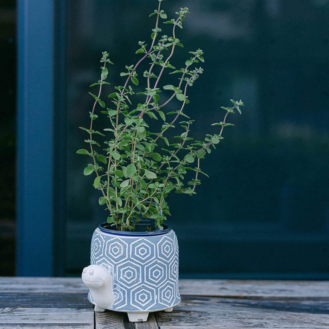 Foundry Select Cement Turtle Planter | Wayfair